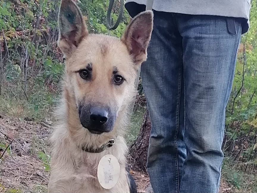 Спасенный из отлова Джексон ищет дом