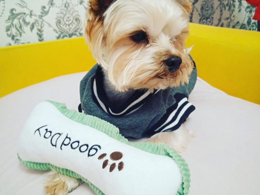 Йоркширский терьер вязка