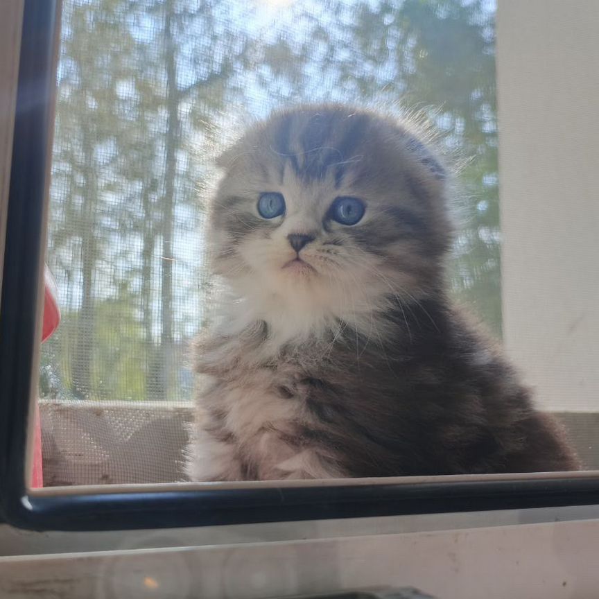 Вислоухие котята