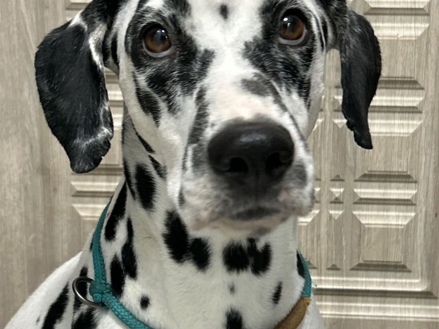 Далматин девочка