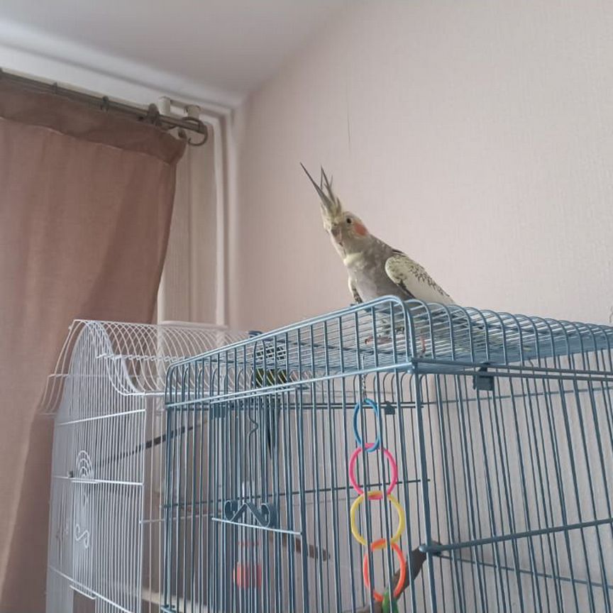 Продам попугая Корелла