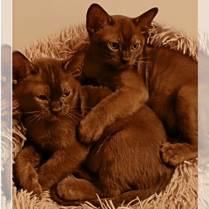Европейский бурманский котёнок