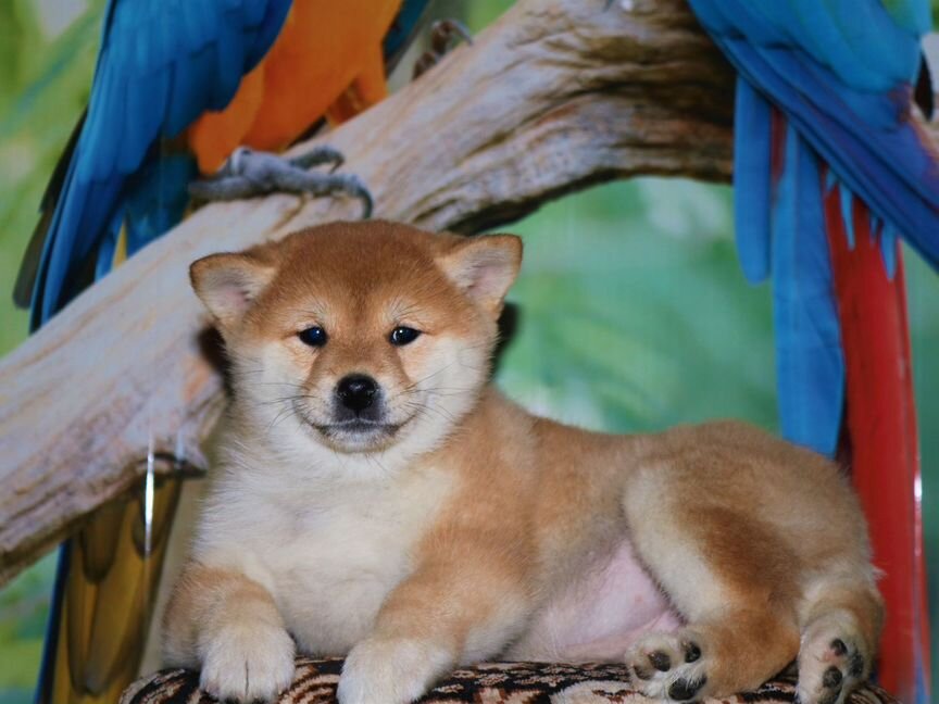 Собака сиба ину