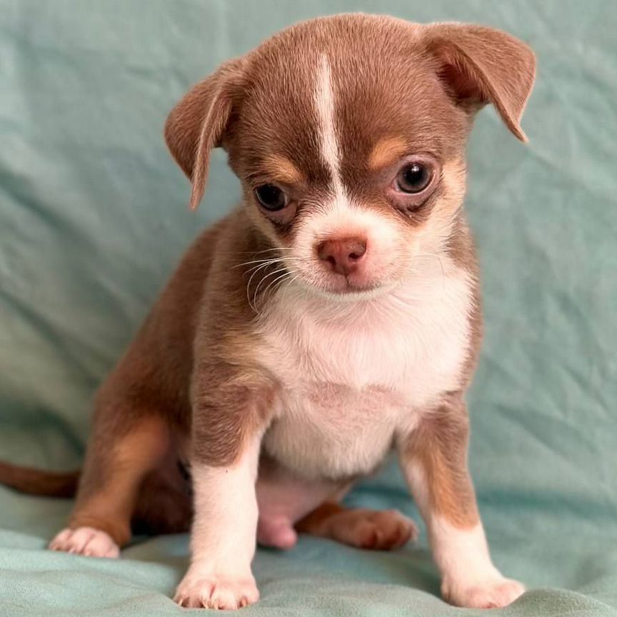Щенки чихуахуа