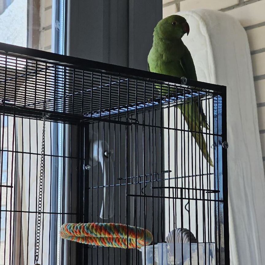 Ожереловый попугай