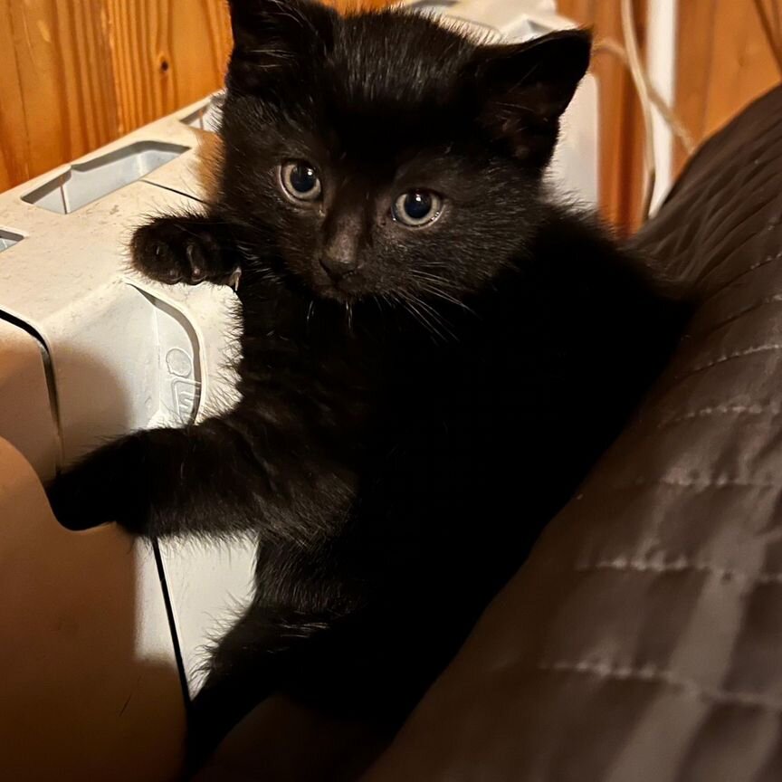 Котёнок бесплатно