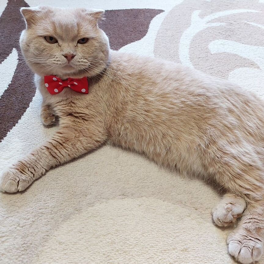 Шотландский вислоухий короткошёрстный кот, вязка