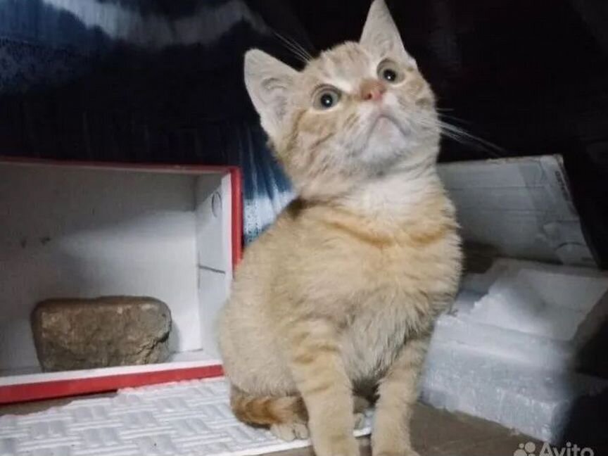 Котенок в добрые руки бесплатно
