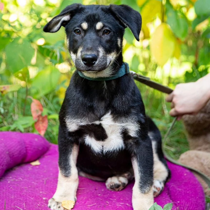 Щенок мальчик