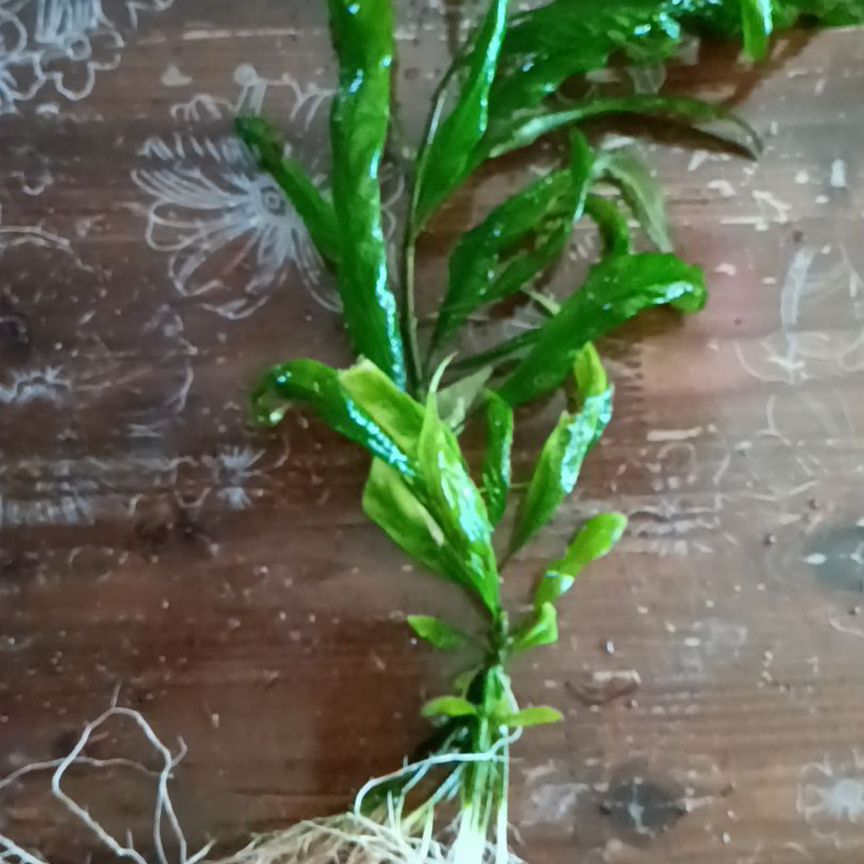 Лимонник водоросли