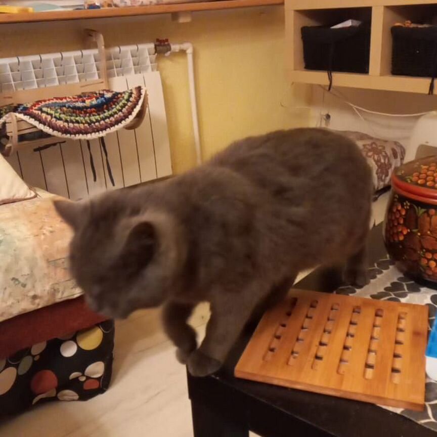 Вальтер Скотт ищет дом