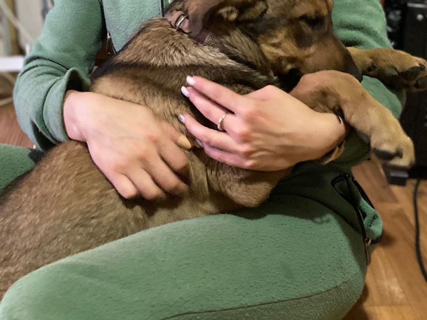 Собака в добрые руки отдам бесплатно