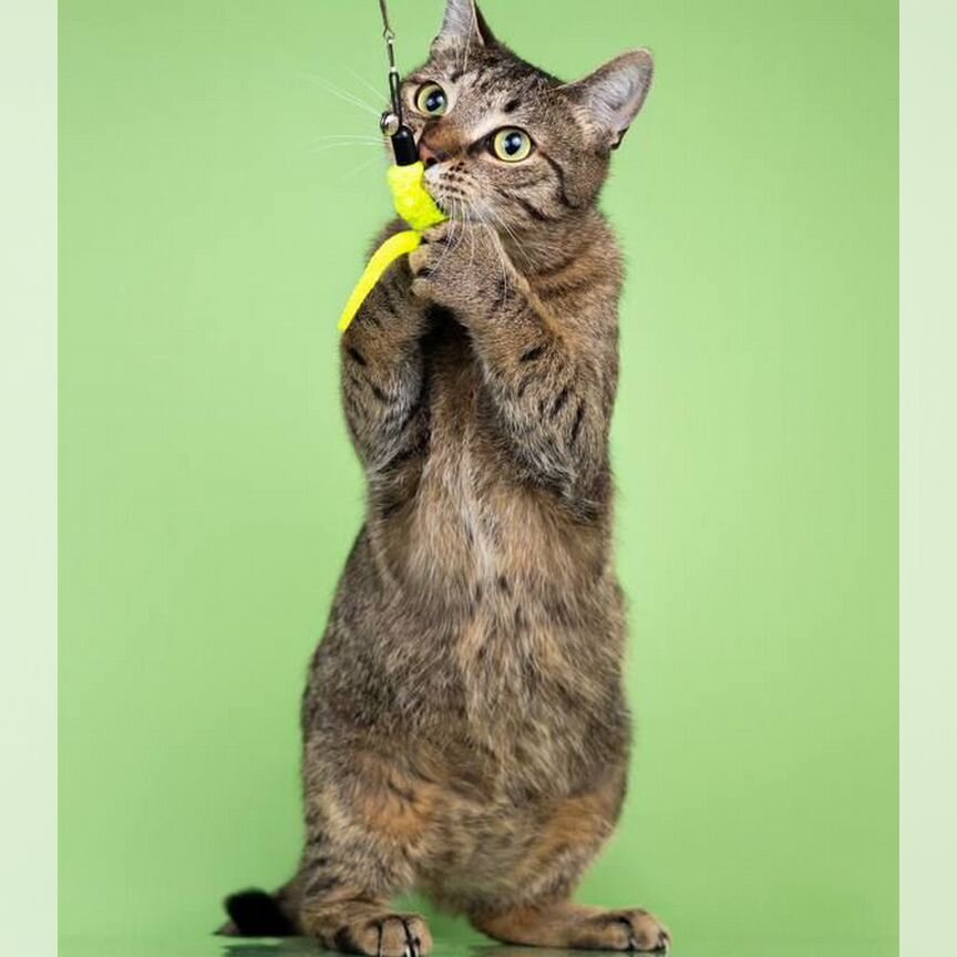 Взрослый кот в добрые руки