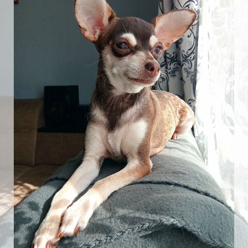 Русский той-терьер, взрослая собака