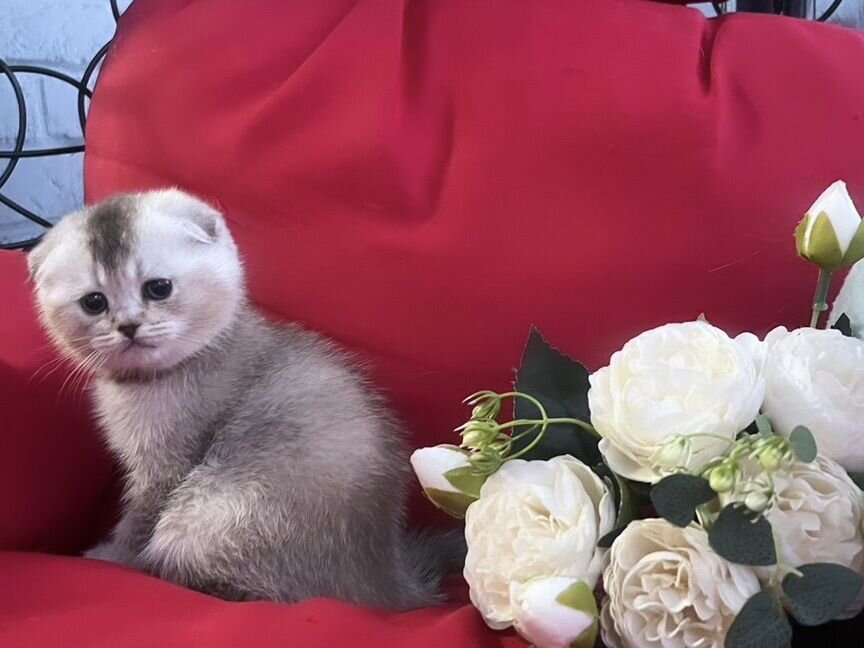 Шотландская вислоухая кошечка