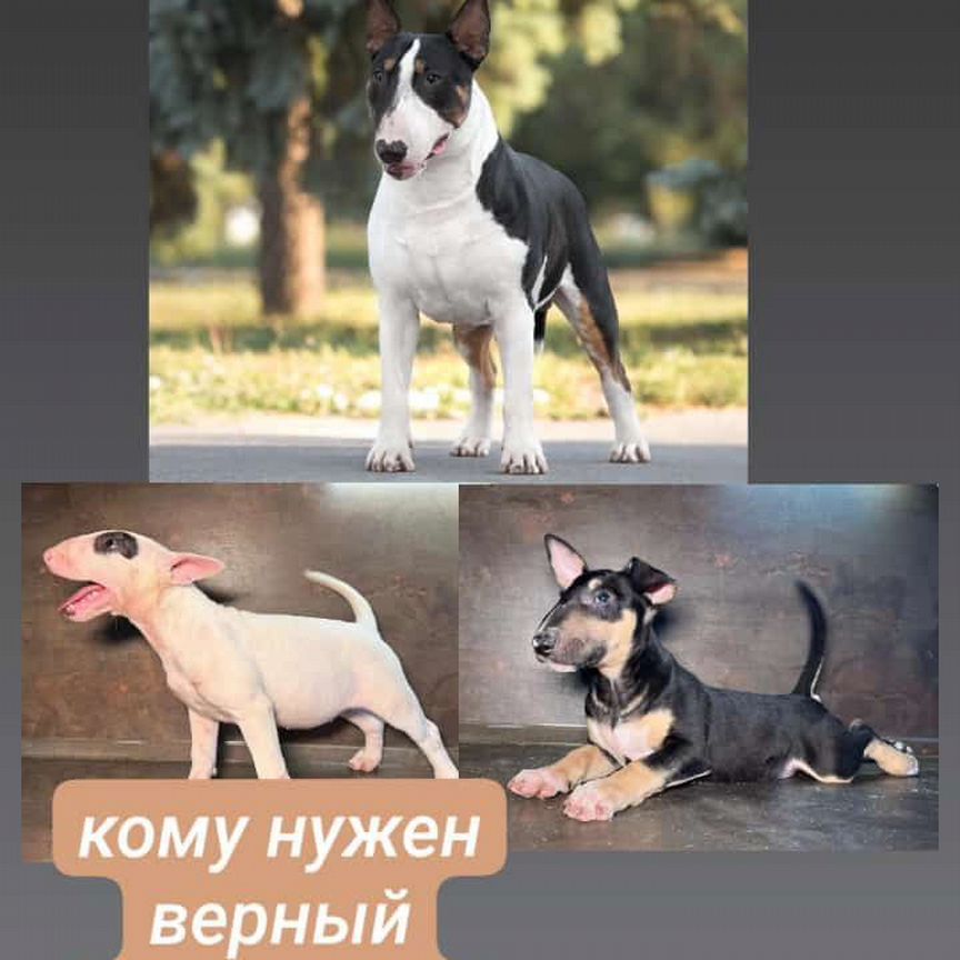 Щенки стандартного бультерьера