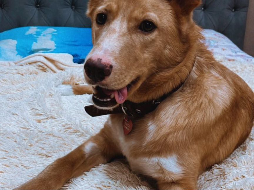 Самая красивая собака ищет дом