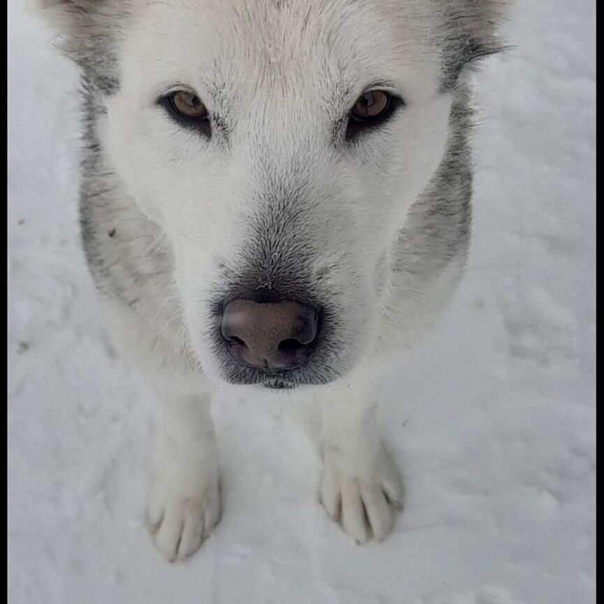 Сибирский хаски, взрослая собака