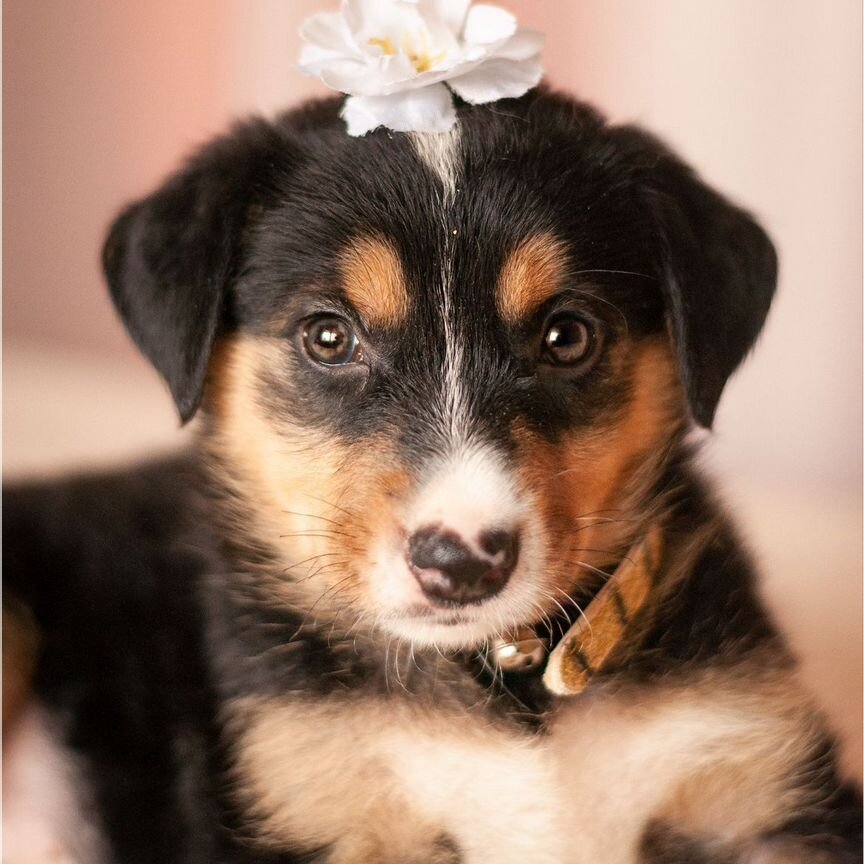 Щенок в добрые руки