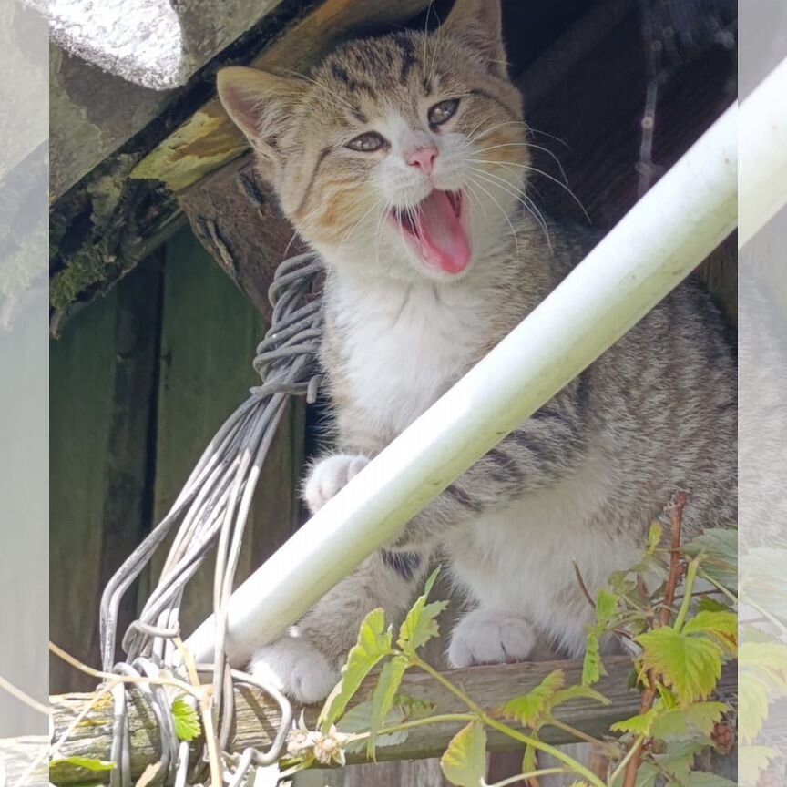 Котенок серый 4 месяца,девочка Муся