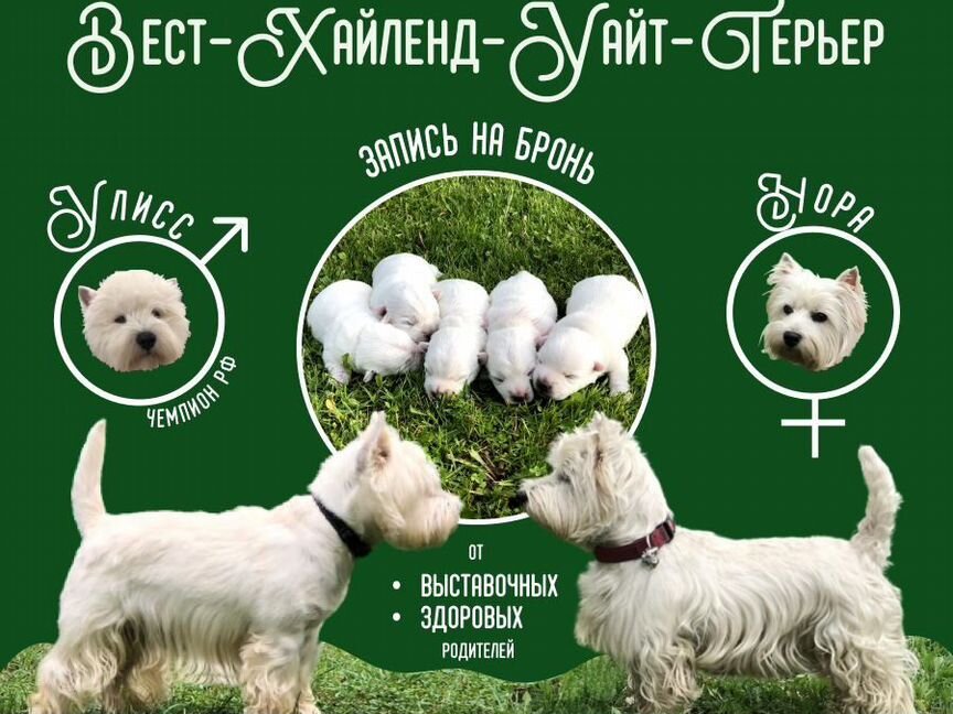 Щенки вестики