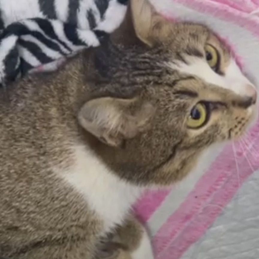 Взрослая, кошка в добрые руки