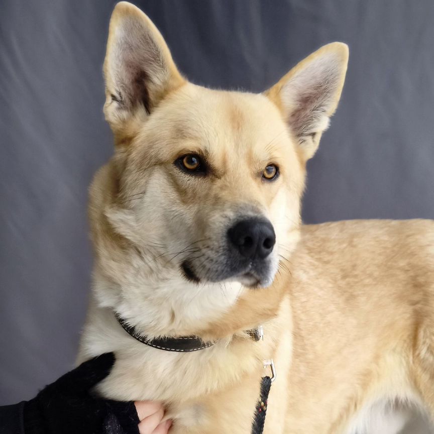 Взрослый пёс в добрые руки