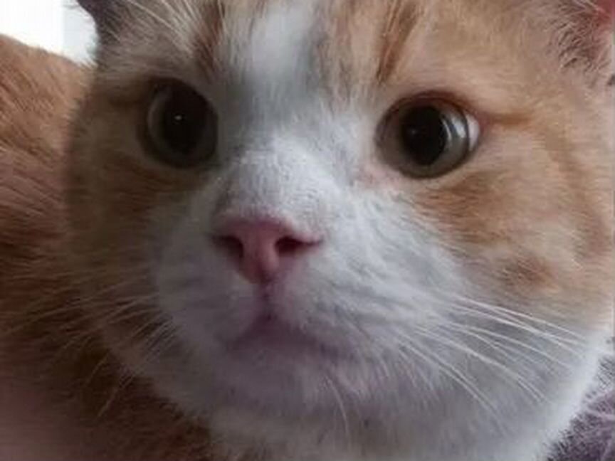 Огромный рыжик в добрые руки