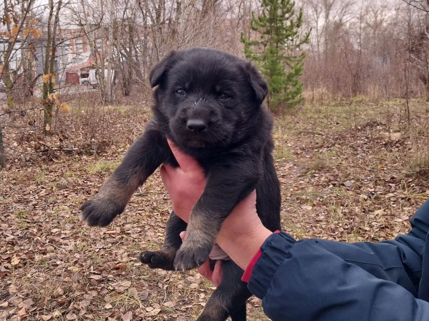Щенки в добрые руки