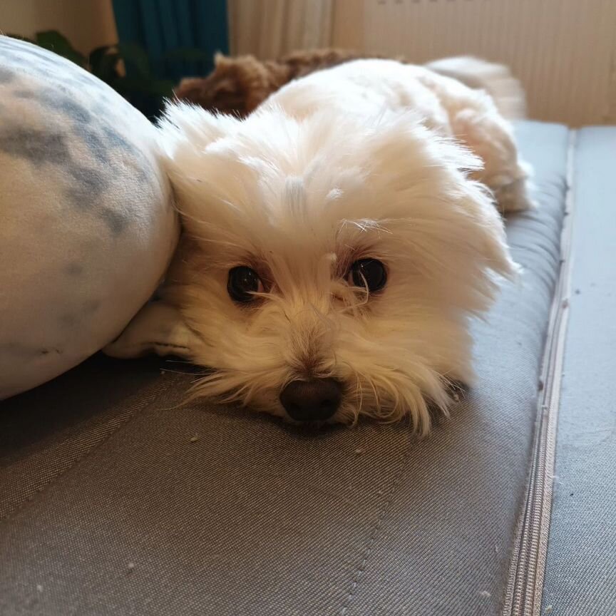 Ищем жениха мальтезе