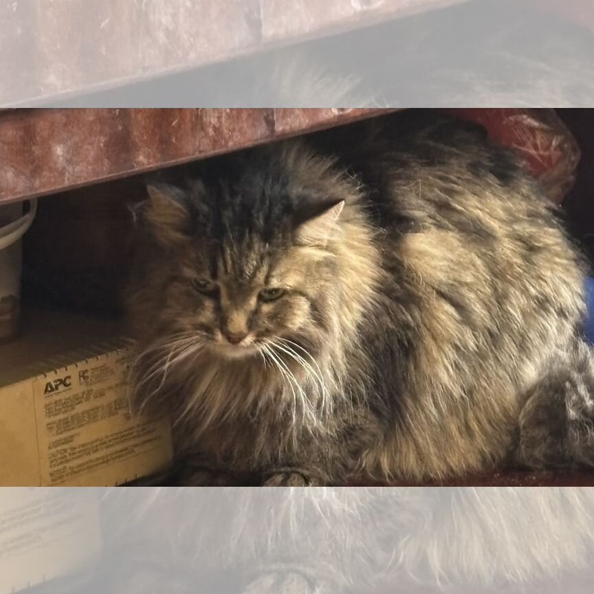 Взрослая, кошка в добрые руки