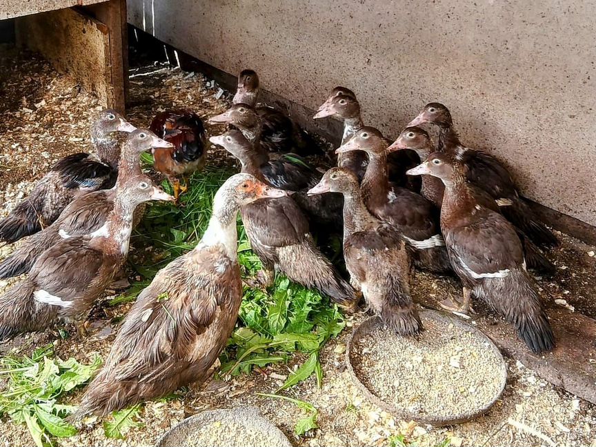 Мускусные утки