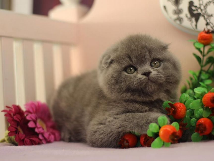 Шотландские голубые
