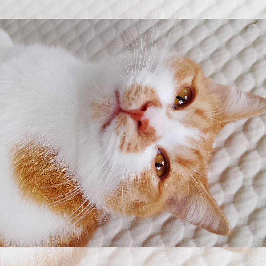 Взрослый кот в добрые руки