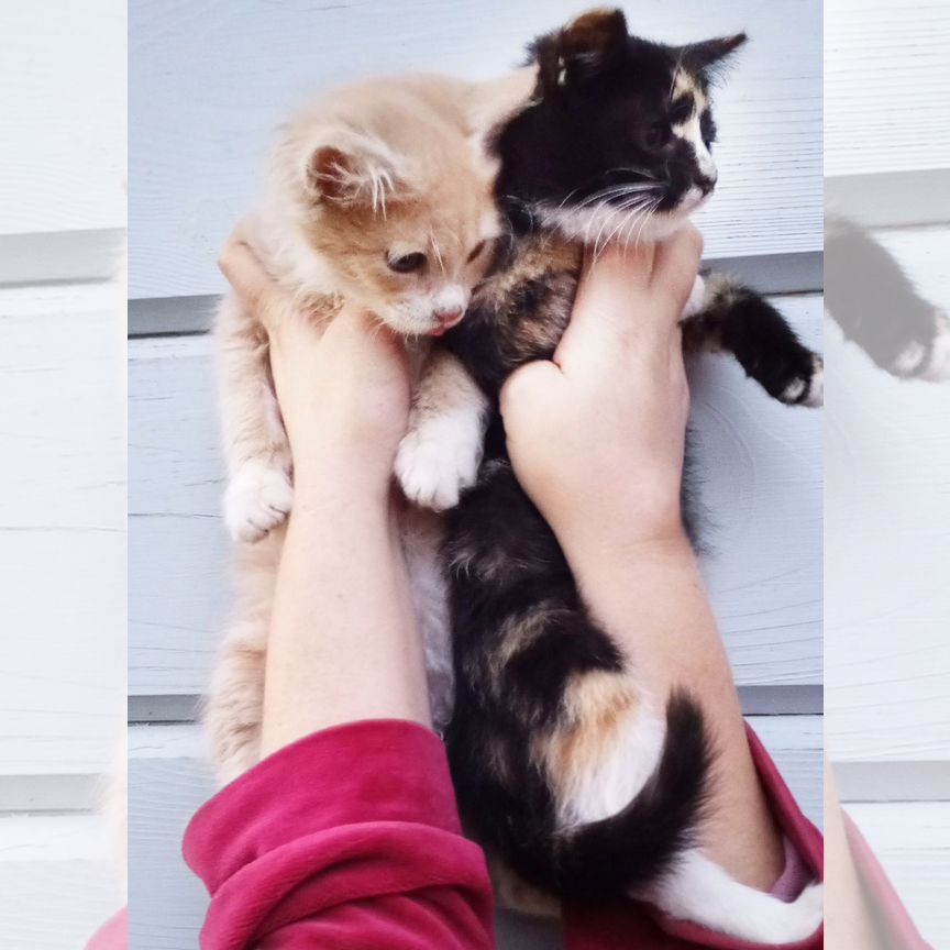 Котята в добрые руки бесплатно