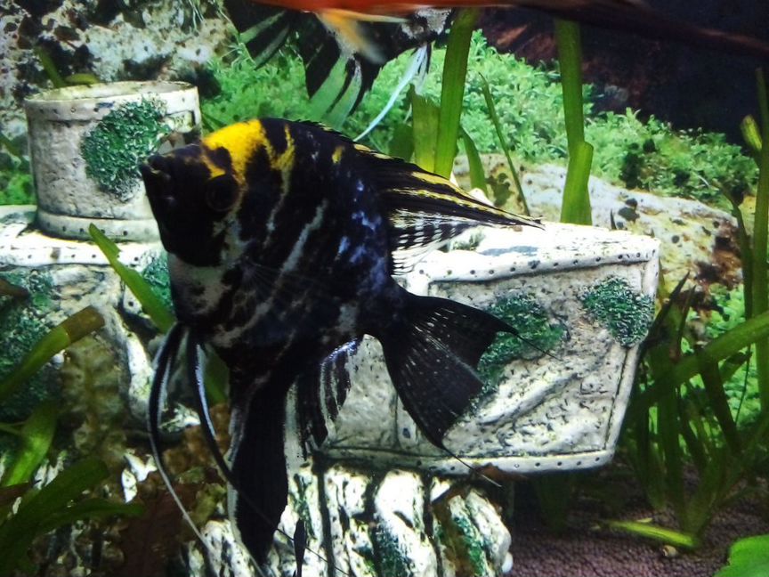 Аквариумные рыбки