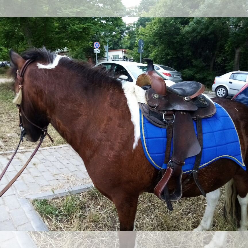 Седло, уздечка на пони