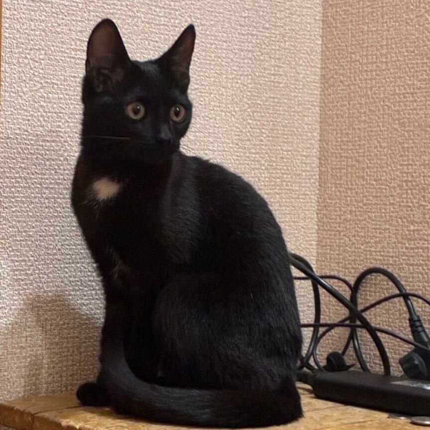 Бомбейский котёнок