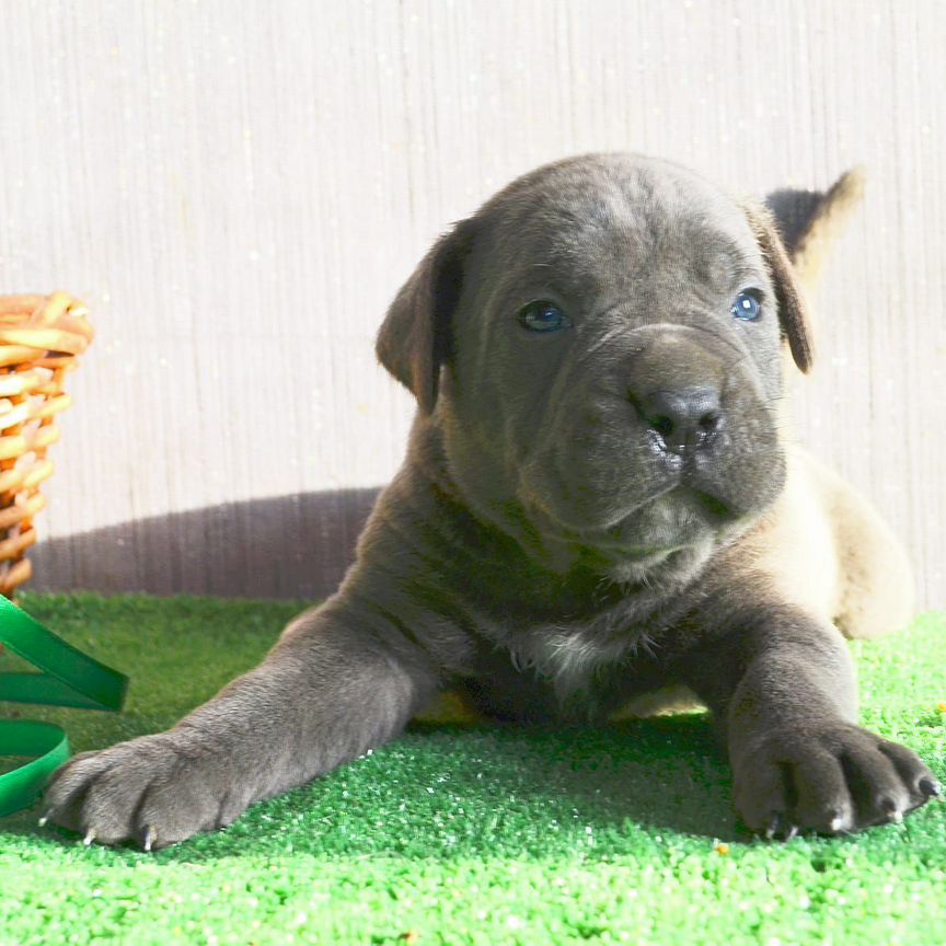 Шикарные парни голубого окраса