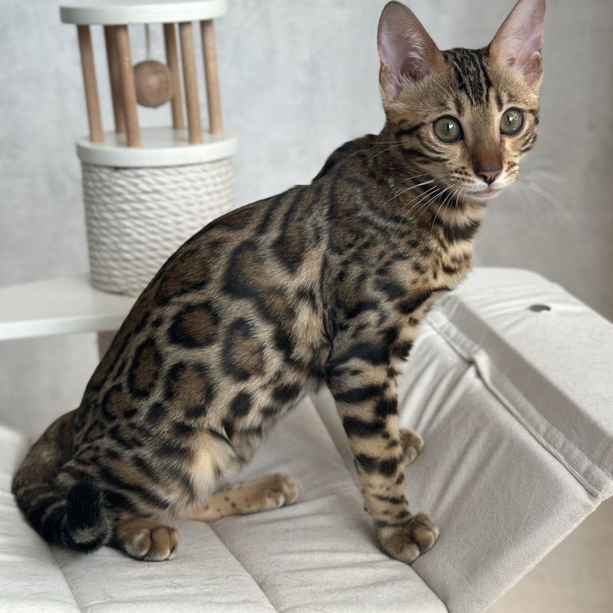 Бенгальские котята