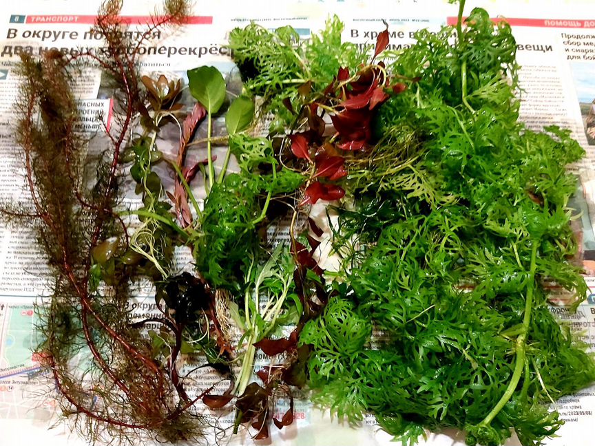 Аквариумная прополка