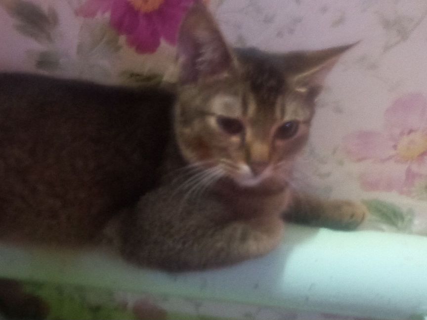Абиссинская кошка