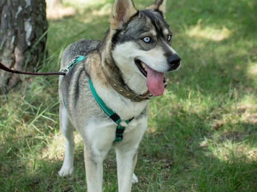 Хаски Алиса из приюта ищет дом