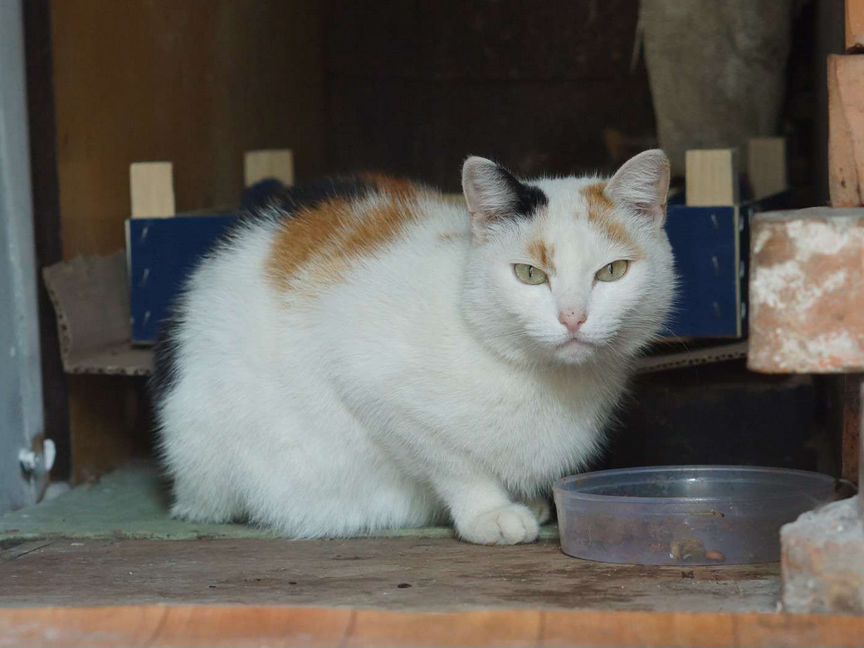 Бездомные котейки