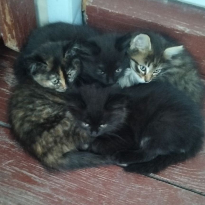 Котята в добрые руки