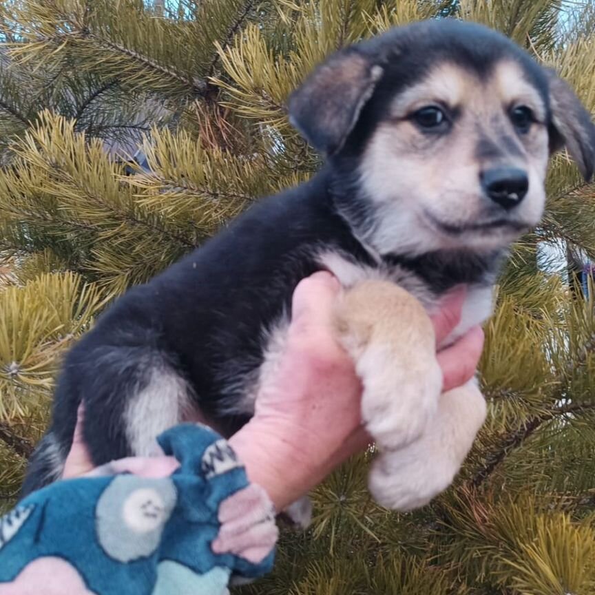Щенок в добрые руки