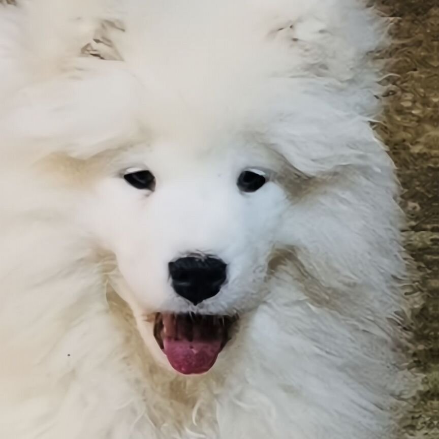 Самоедская собака, щенок