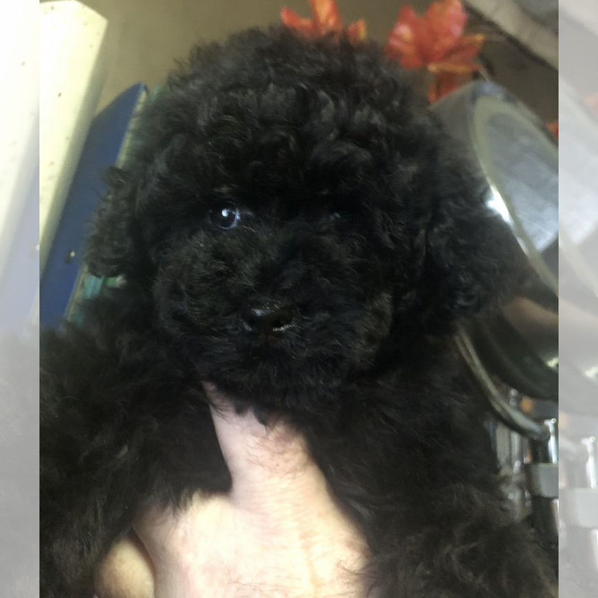 Той-пудель, щенок