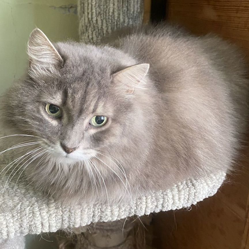Кошка