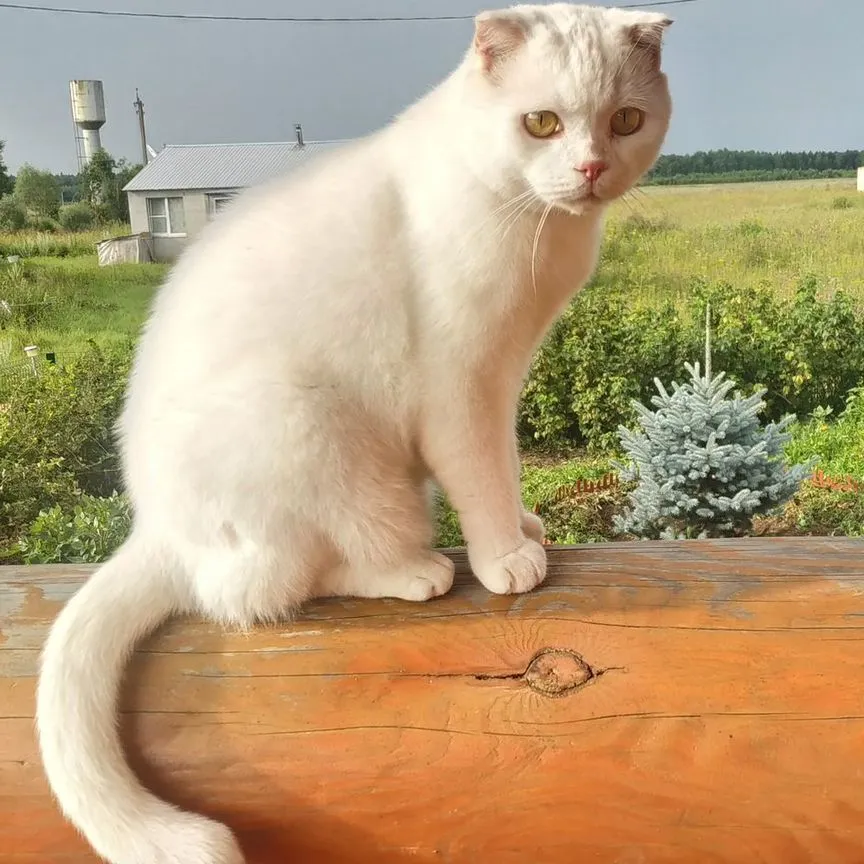 Британские котята бесплатно